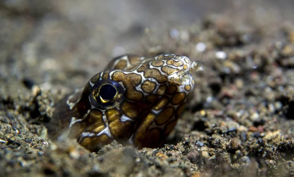 Red sea snake Stock Photos, Royalty Free Red sea snake Images ...