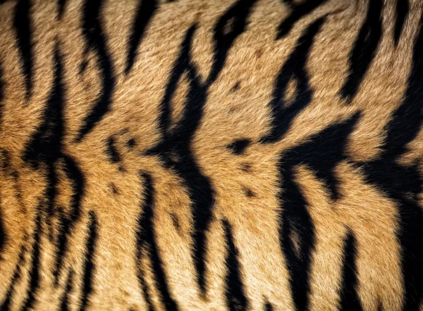 Real Tiger Pattern