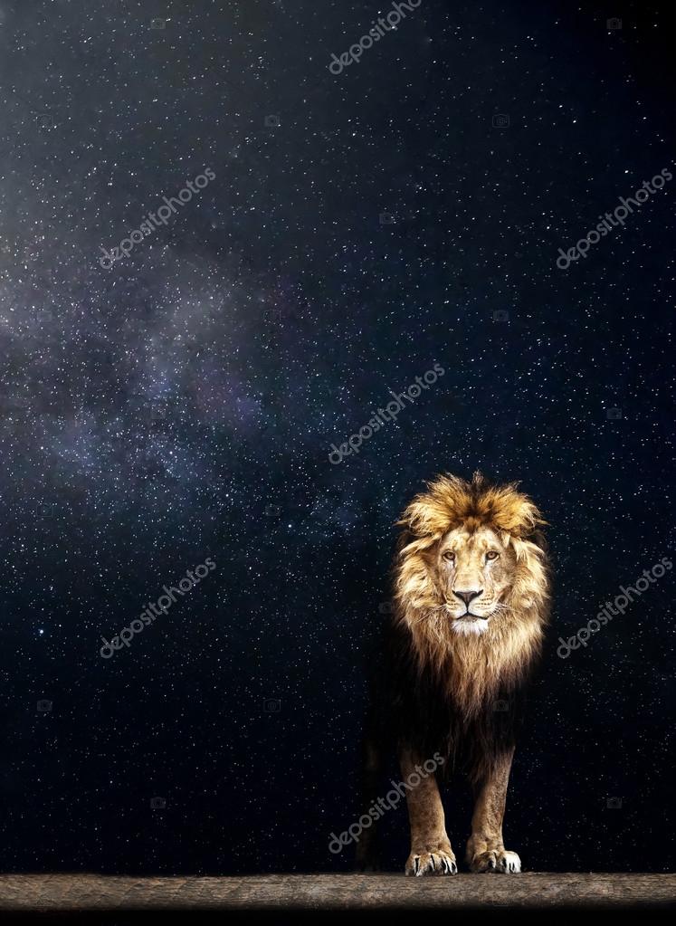 Lion in starry night Stock Photo by ©Baranov_Evgenii 128319634