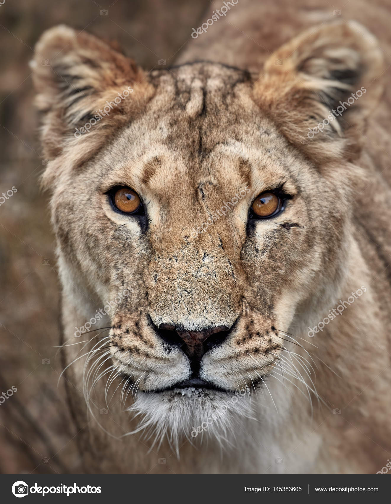 African Lioness Face