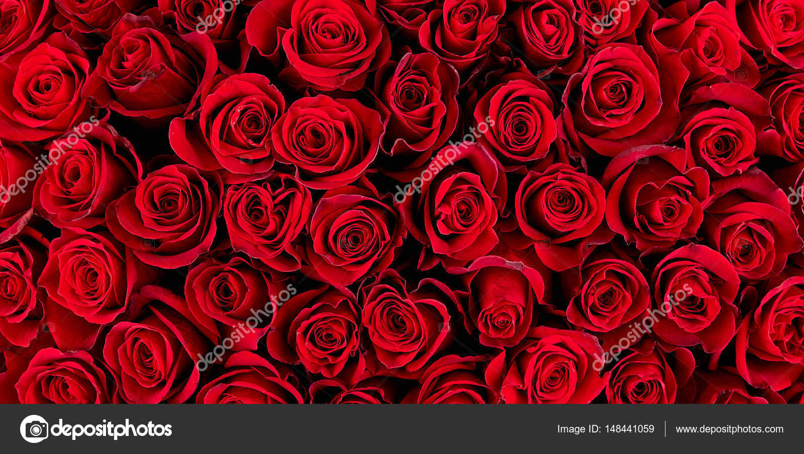 Natural red roses background Stock Photo by ©Baranov_Evgenii 148441059