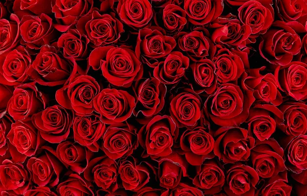 Natural red roses background Stock Photo by ©Baranov_Evgenii 148441577