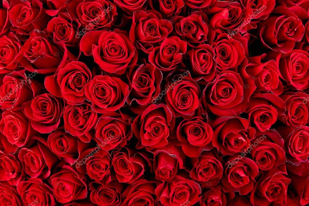 Natural red roses background — Stock Photo © Baranov_Evgenii #148441577