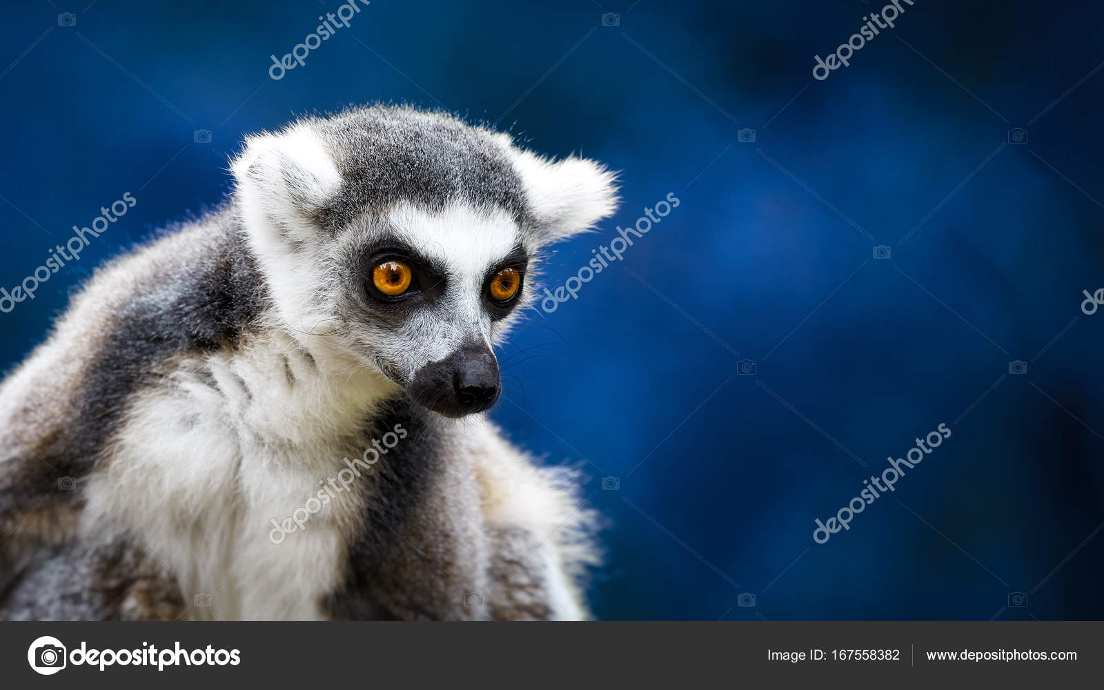 Lemur Catta, un animal curieux image libre de droit par Baranov_Evgenii ...