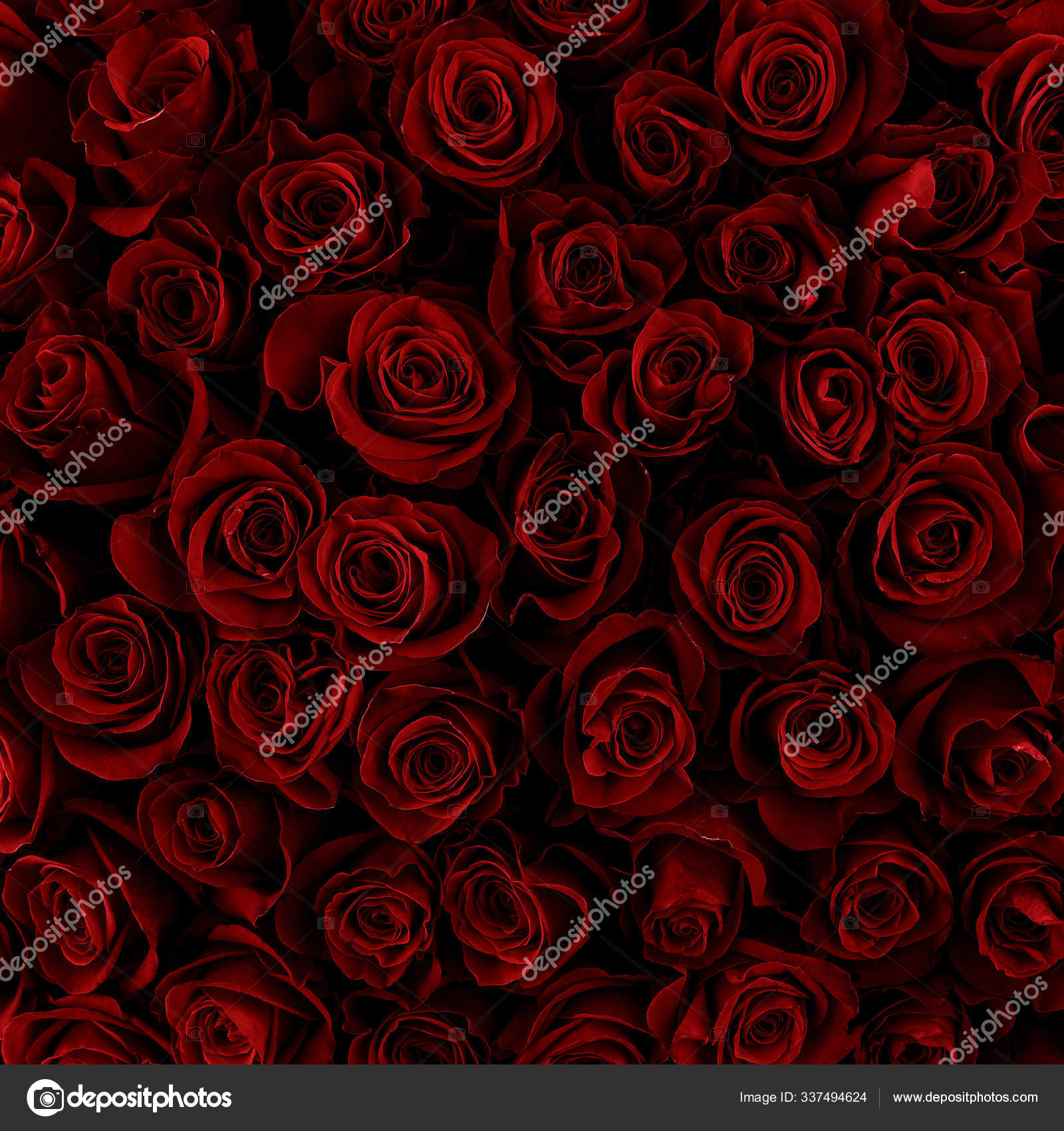 Natural red roses background. Color of the holiday. Stock Photo by ...