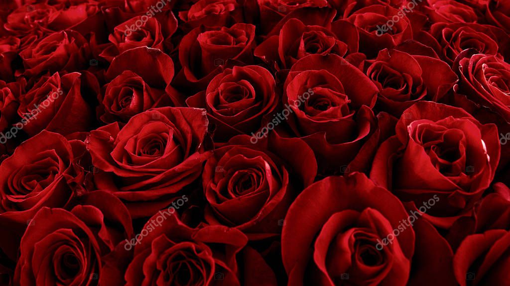 Fondo de rosas rojas naturales. Color de las vacaciones. 2024