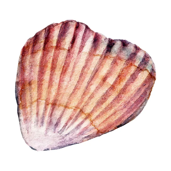Shell watercolor Stock Photos, Royalty Free Shell watercolor Images ...