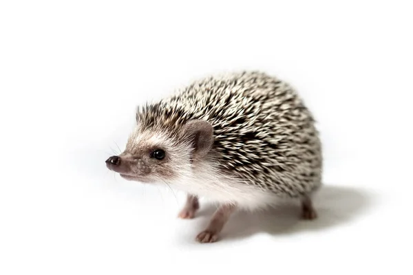 Drôle hérisson images libres de droit, photos de Drôle hérisson ...