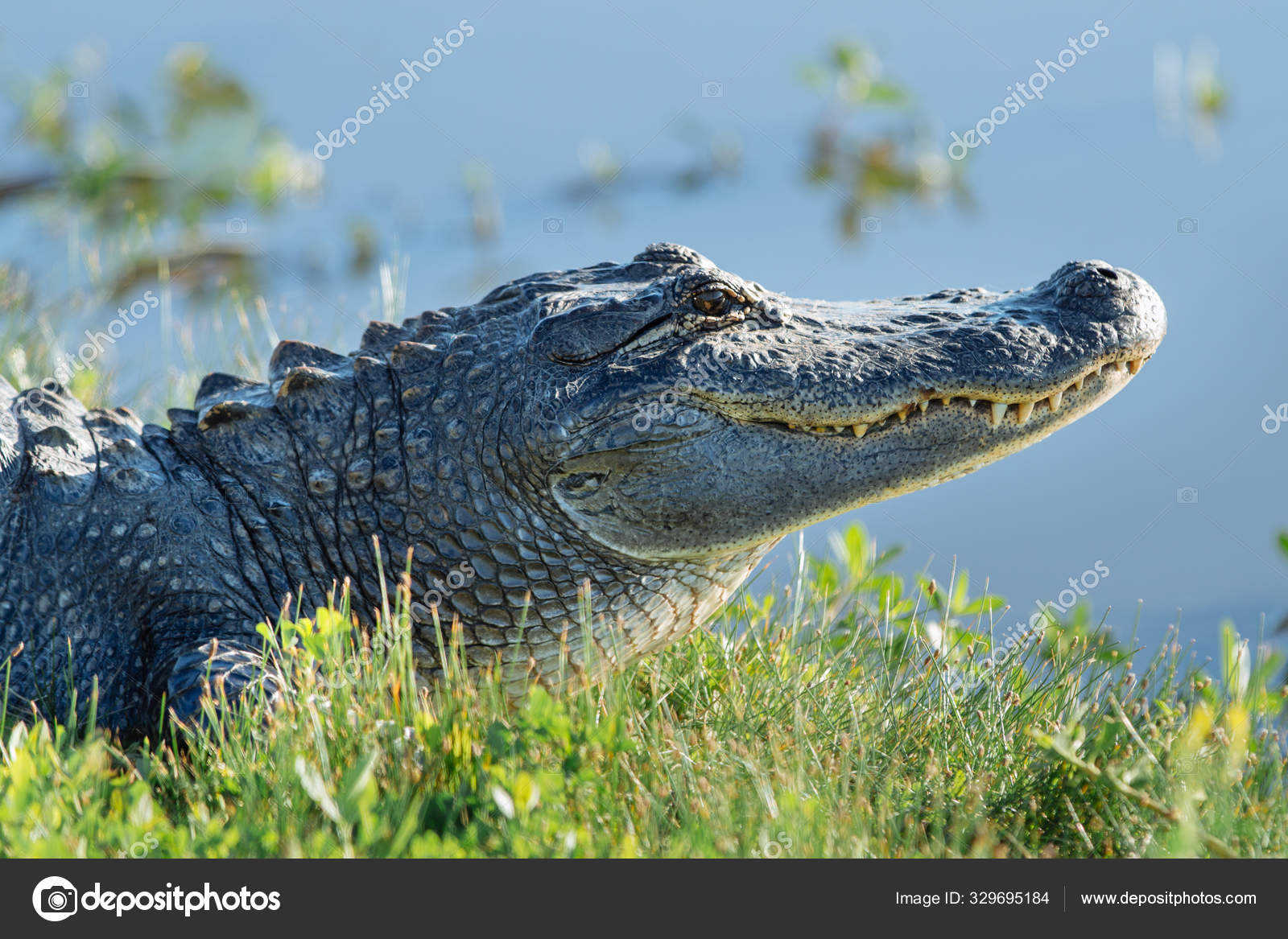 Swamp Alligator In Water