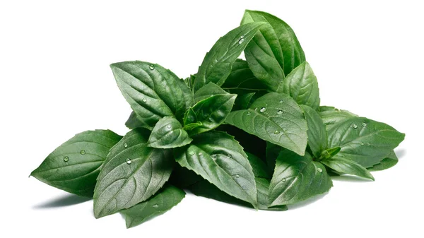 Thai basil Stock Photos, Royalty Free Thai basil Images | Depositphotos