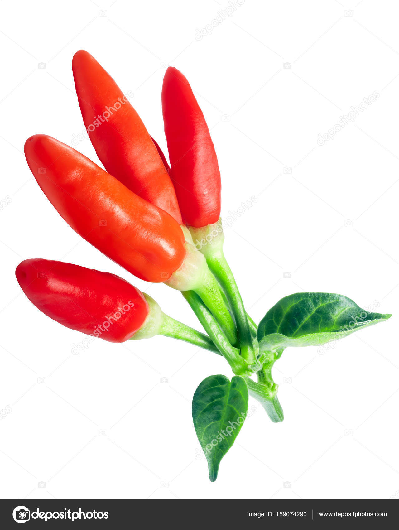 Tabasco chile peppers, paths Stock Photo by ©maxsol7 159074290