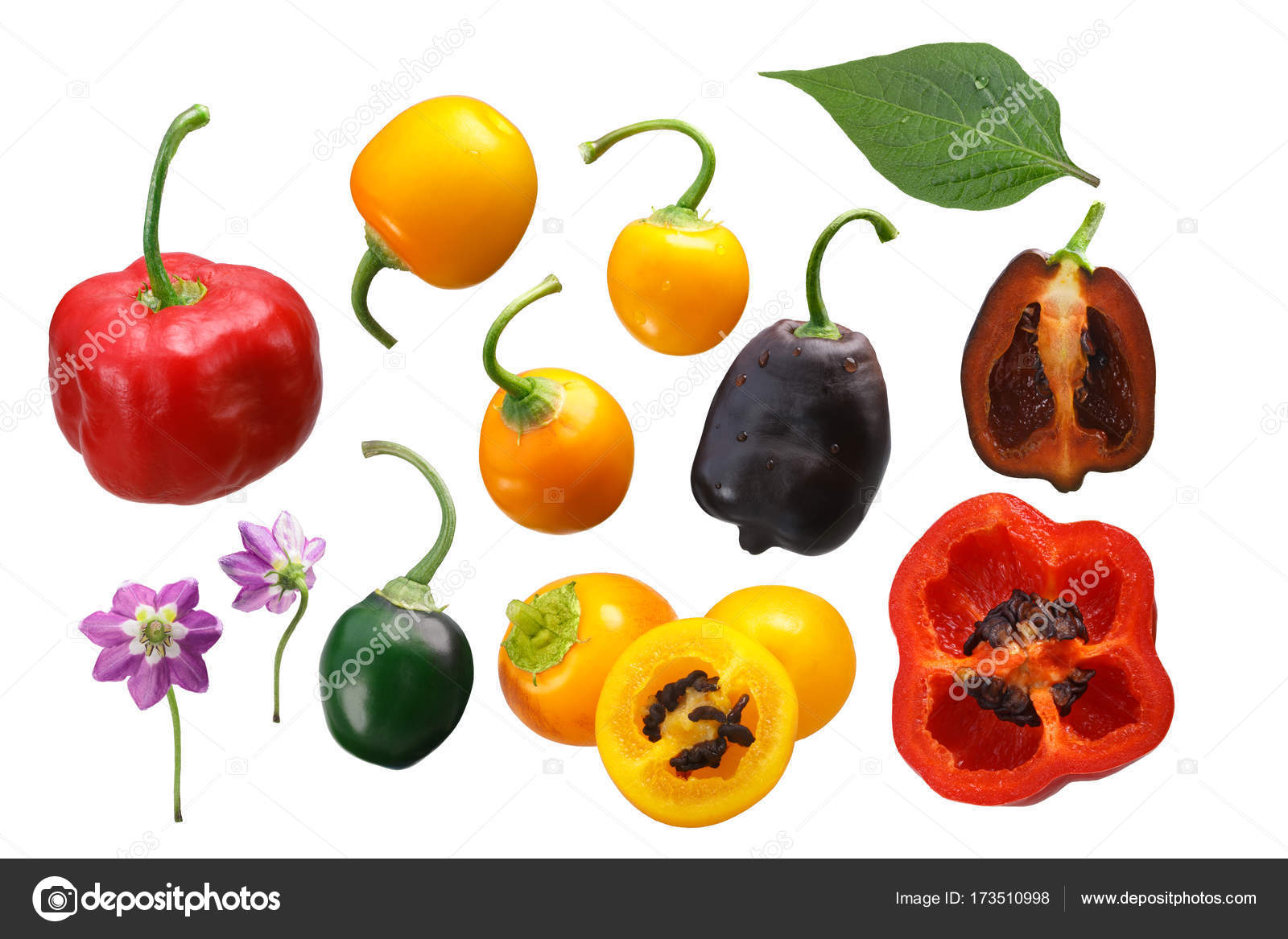 Pimientos chile Rocoto C. pubescens, caminos: fotografía de stock ...