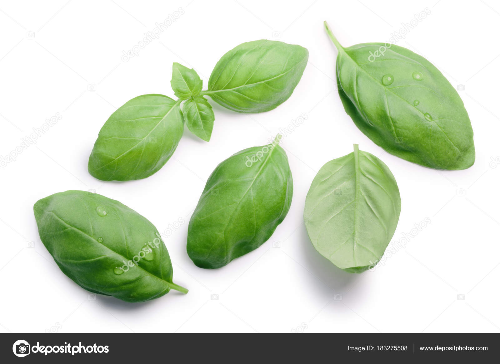 Basil O. basilicum leaves, top, paths — Stock Photo © maxsol7 #183275508