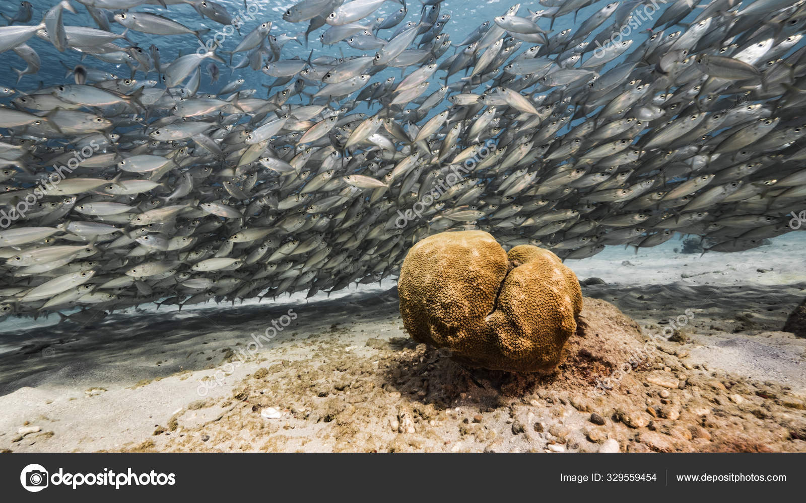Bait Ball School Fish Coral Shallow Water Coral Reef Caribbean Stock ...