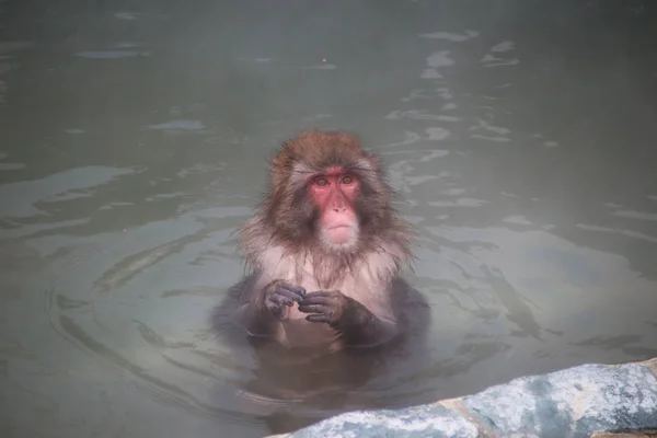 Bathing monkey Stock Photos, Royalty Free Bathing monkey Images ...