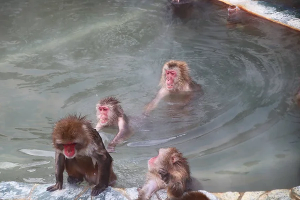 Japan hot spring monkey Stock Photos, Royalty Free Japan hot spring ...