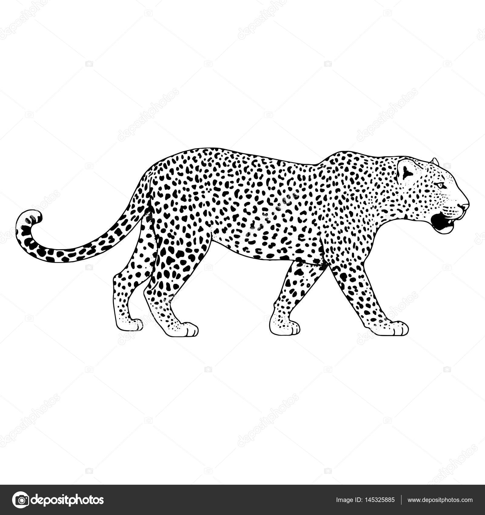 Luipaardprint Tatoeage Omtrek 36 Beste Ideeën Over Tattoo Leopard