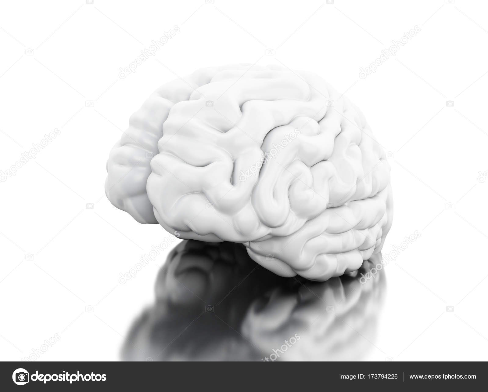 3d View of human brain. Science anatomy concept — Stock Photo ...