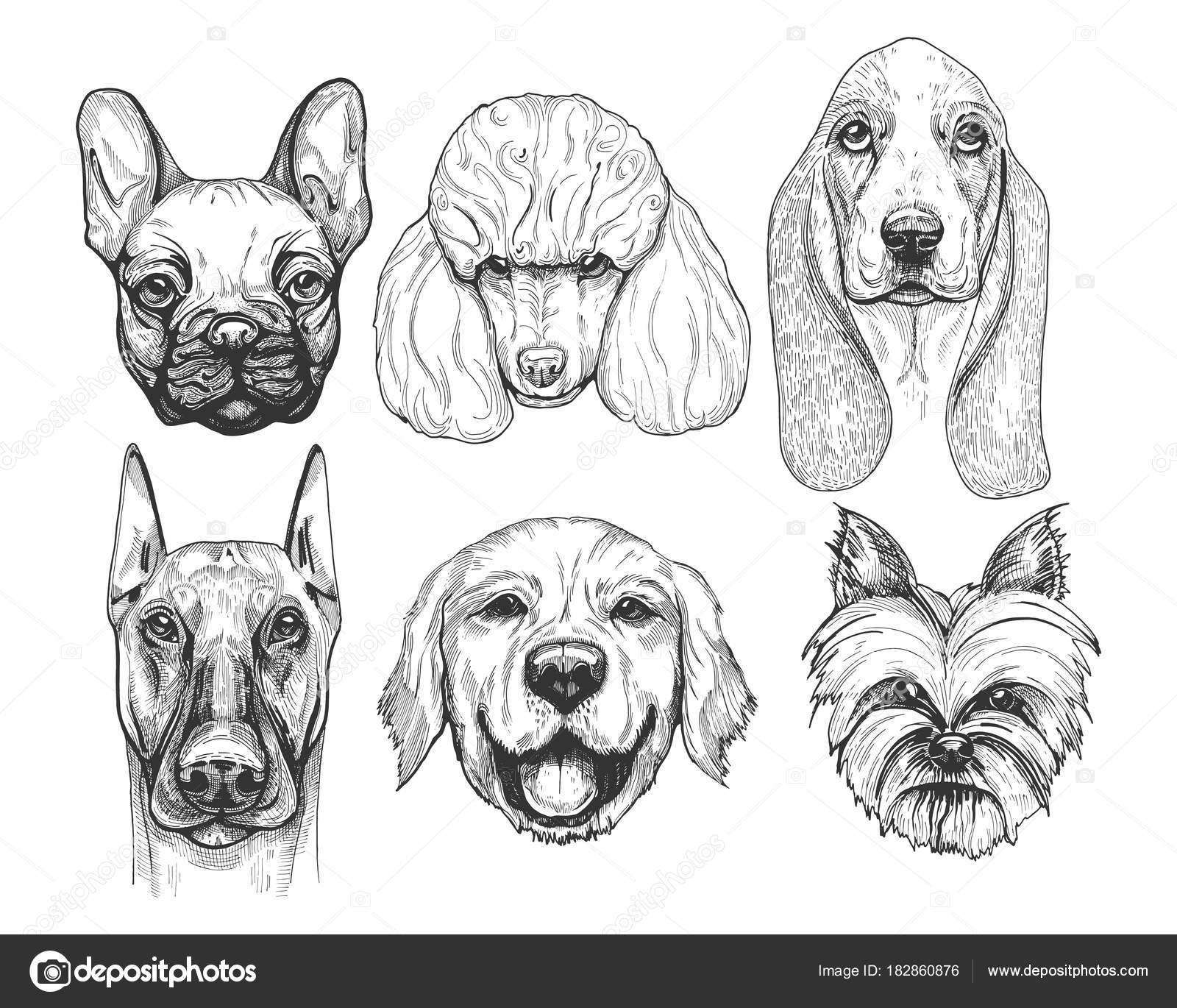 Different dog breeds portraits Stock Vector Image by ©istryistry #182860876