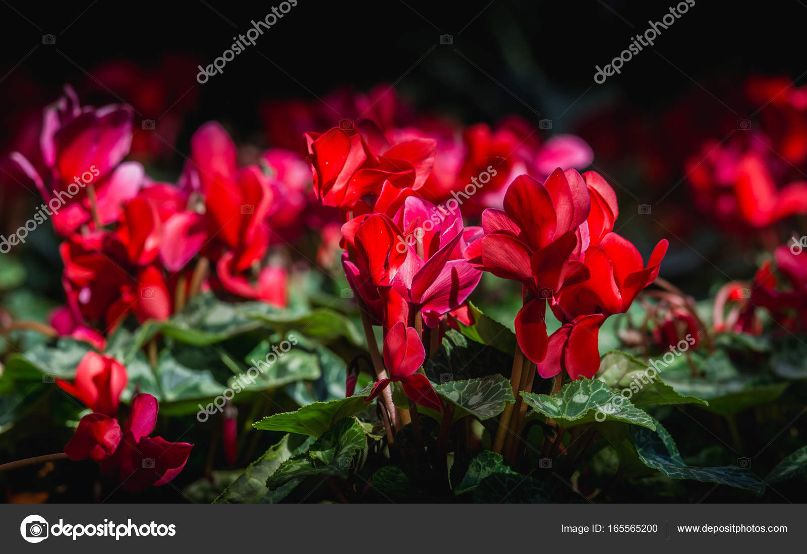 Red Cyclamen