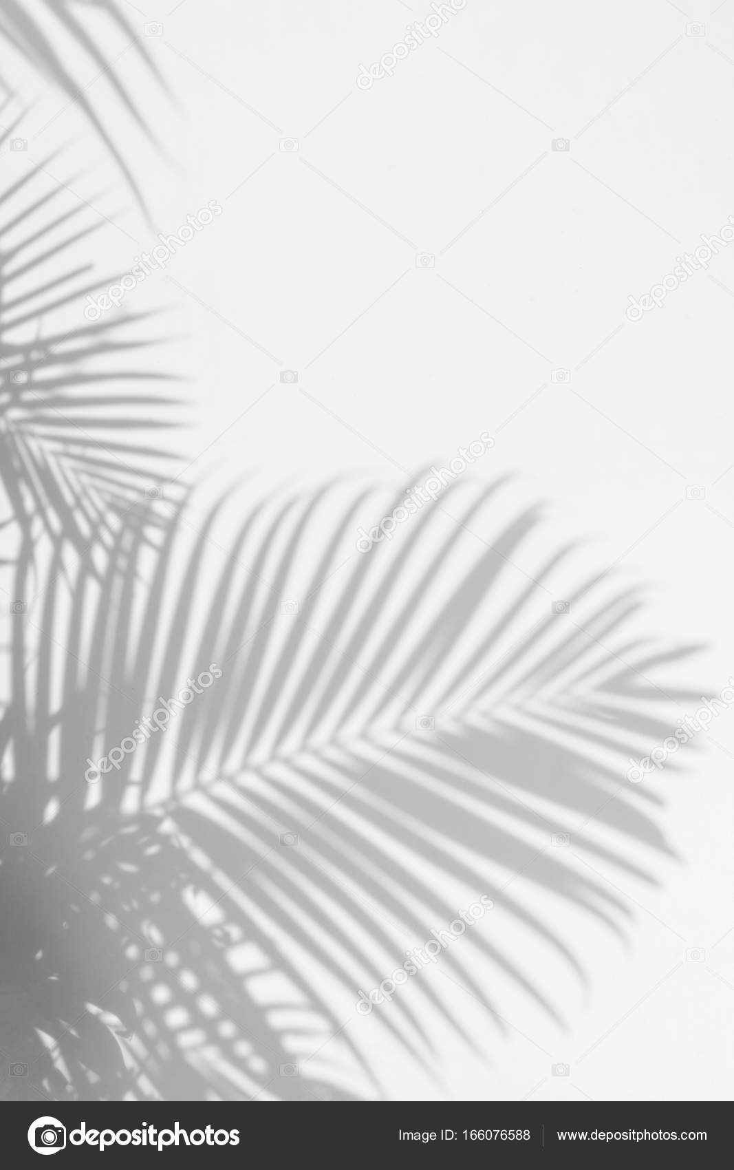 Abstract background of shadow palm leaves on wall. — Stock Photo ...