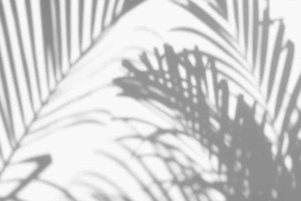 abstract background of shadows palm leaves on a white wall. - Stock ...