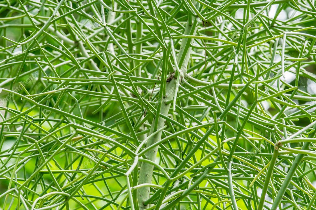 Arbusto de leche. Langosta india. Euphorbia tirucalli. 2022