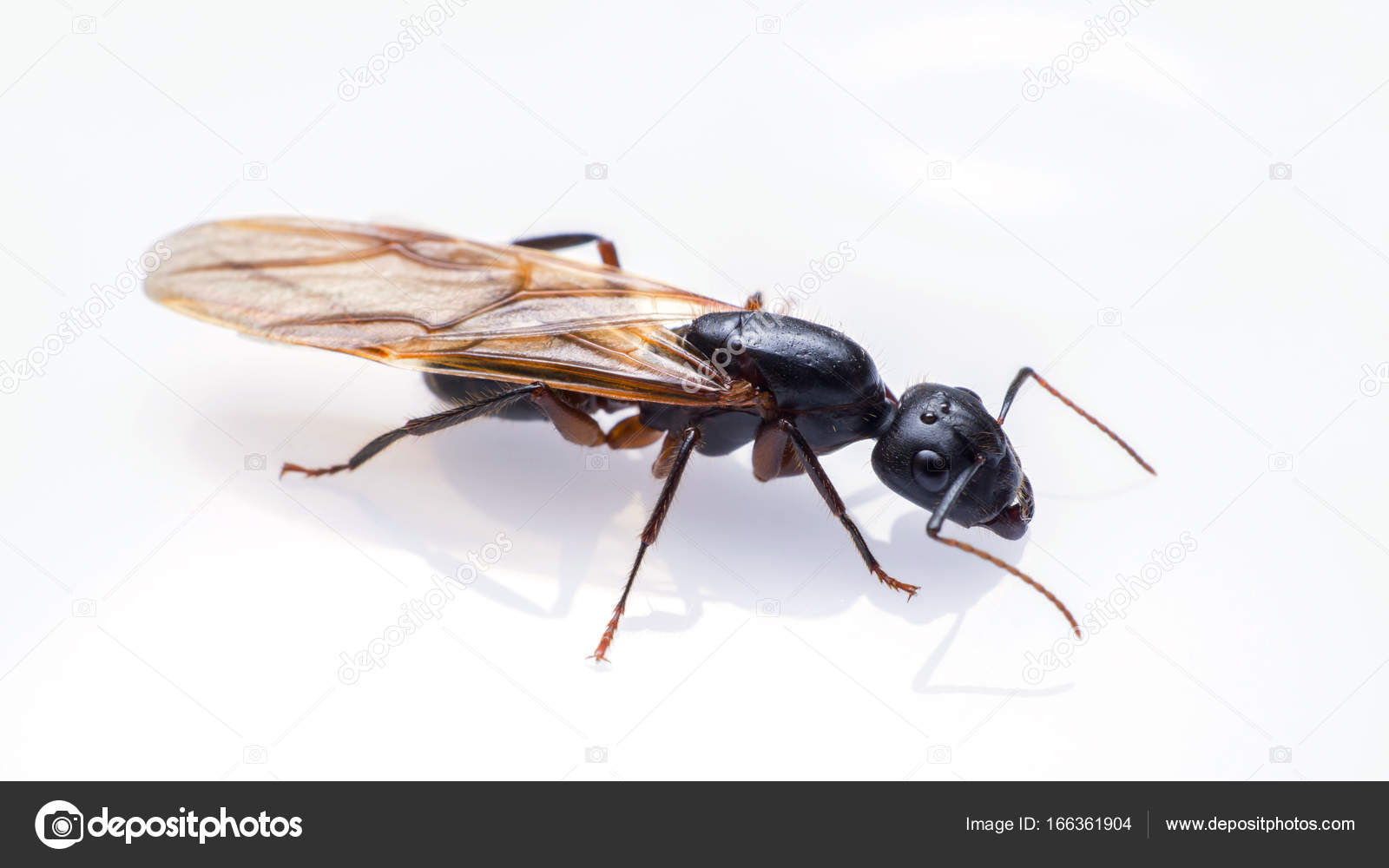 Flying ant isolated on white background. Winged Carpenter ant Stock ... Flying ant isolated on white background. Winged Carpenter ant Stock ...
