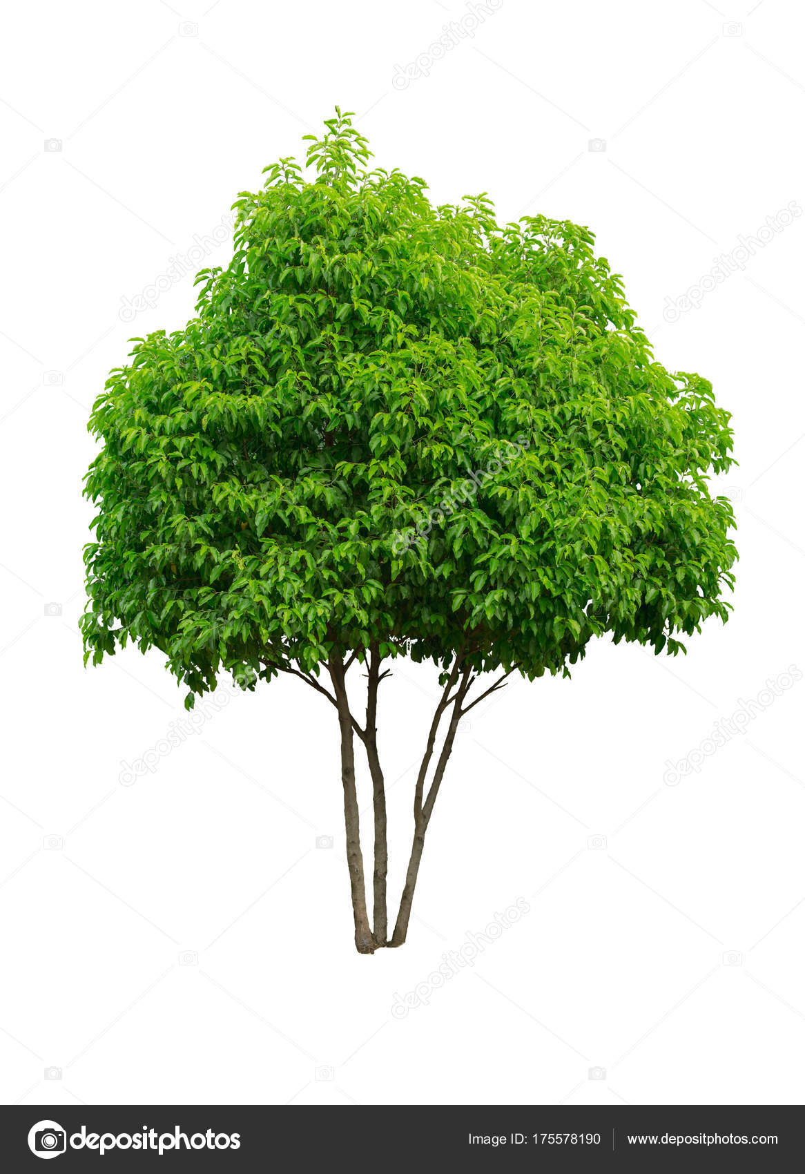 Mimusops Elengi Tree Isolated White Background Asian Bulletwood Bullet ...