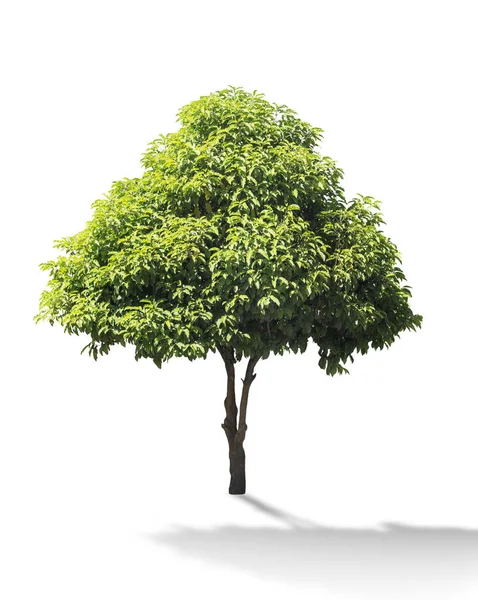 Mimusops Elengi Tree Isolated White Background Asian Bulletwood Bullet ...