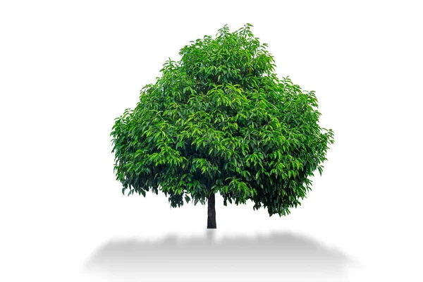 Mimusops Elengi Tree Isolated White Background Asian Bulletwood Bullet ...