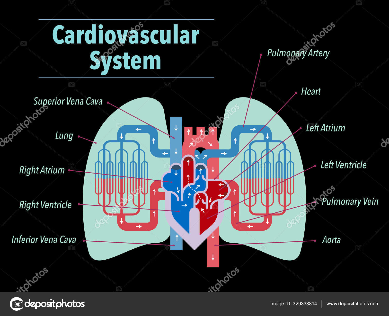 Circulatory System Parts Heart