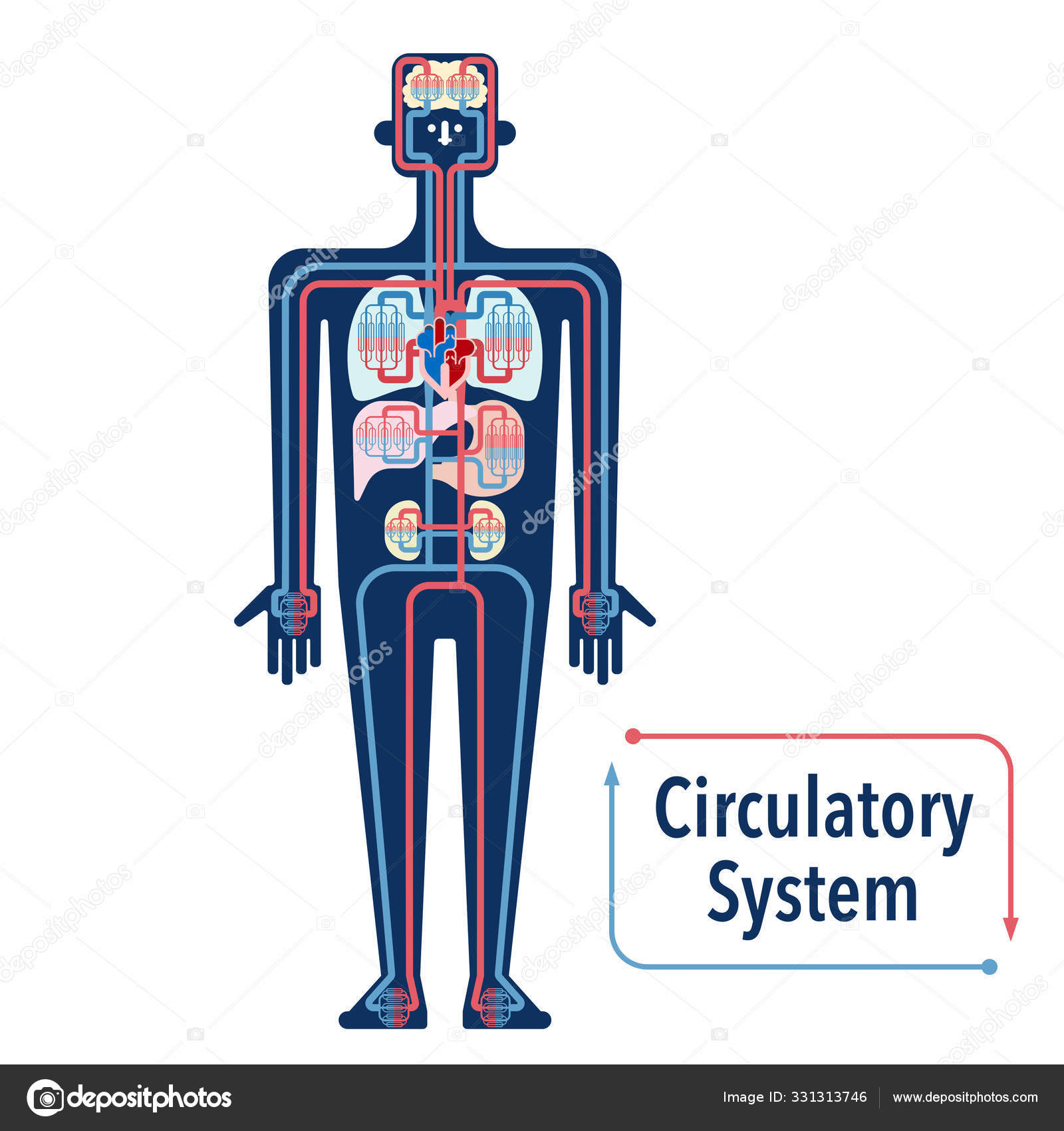 Cardiovascular System Banner Simply Vector Illustration Stock Vector ...