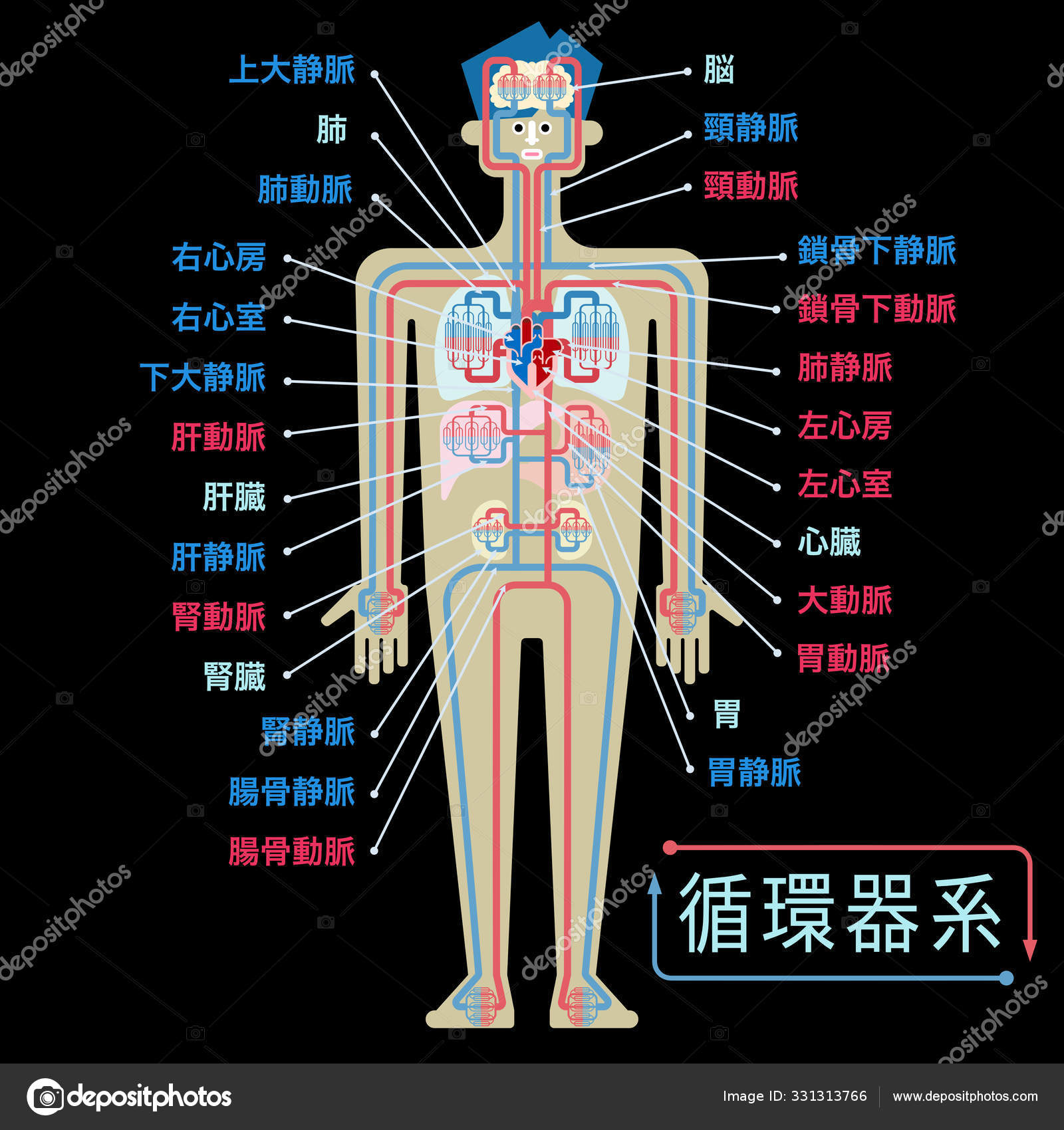 Banner Del Sistema Cardiovascular Sobre Fondo Negro Ilustración ...