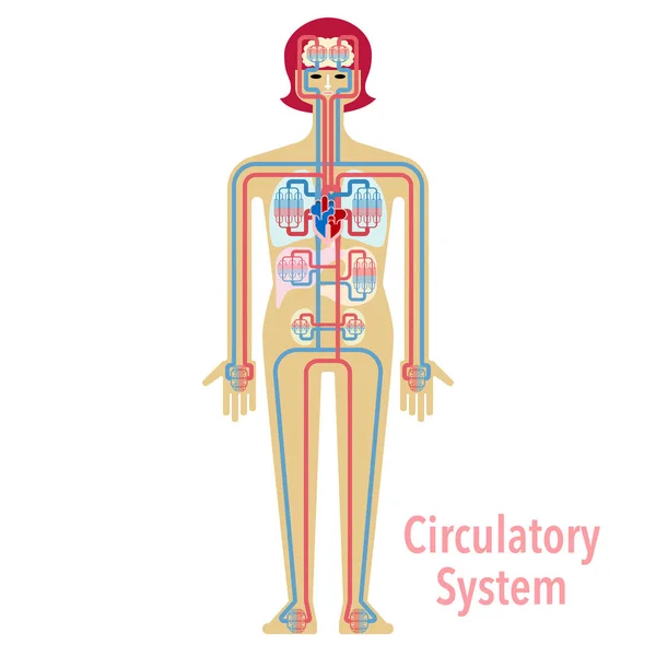 Cardiovascular System Banner Simply Vector Illustration Stock Vector ...