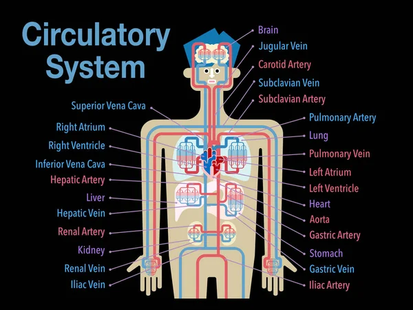 Cardiovascular System Banner Black Background Simply Vector ...