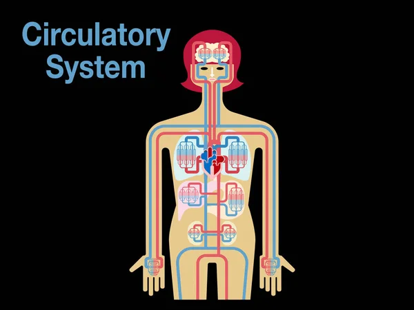 Cardiovascular system Images - Search Images on Everypixel