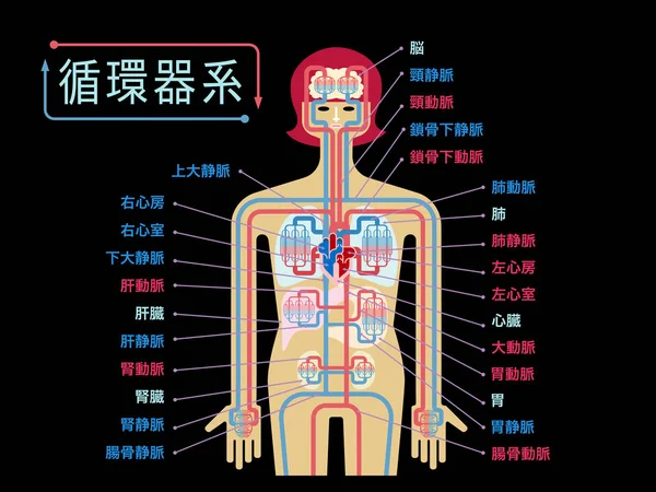 Cardiovascular System Banner Simply Vector Illustration Stock Vector ...