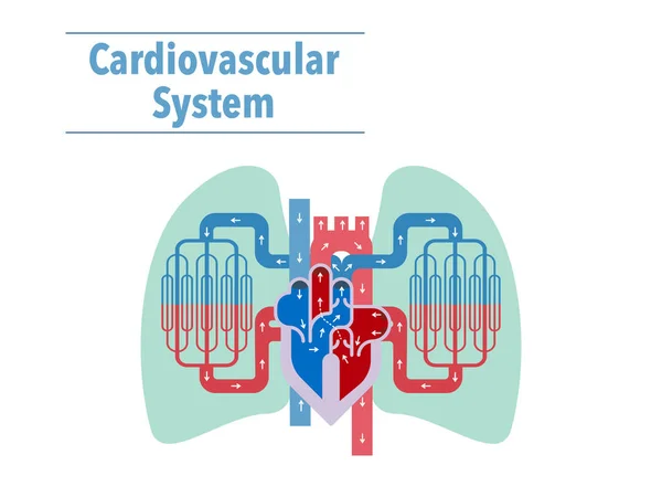 Cardiovascular system Images - Search Images on Everypixel