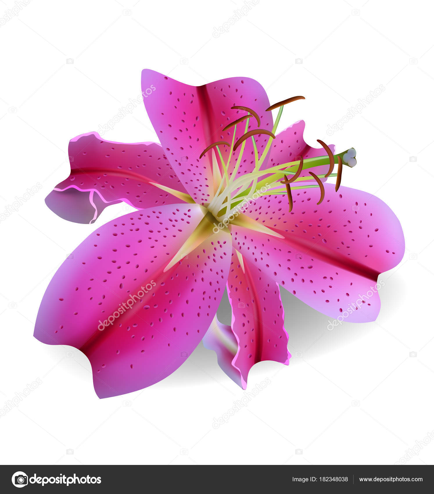 Realistic beautiful pink lily. Vector illustration ⬇ Vector Image by ...