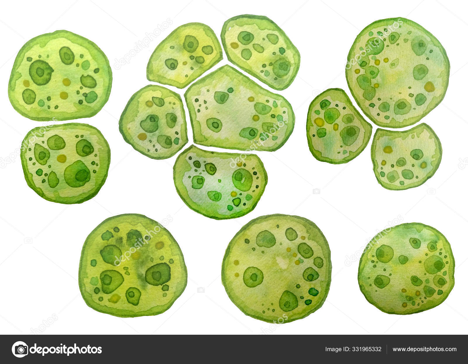 Microorganism Microscopic Algae