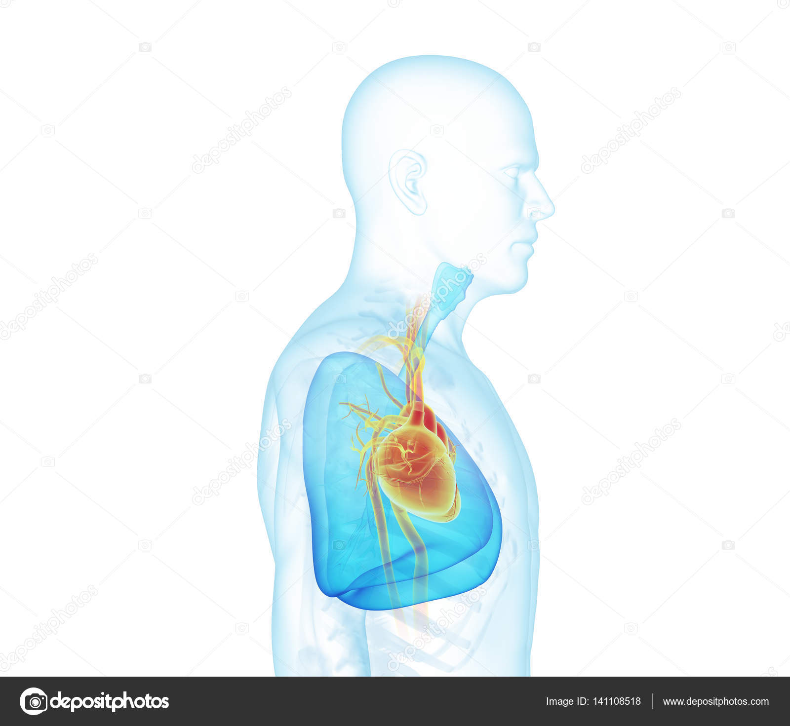 X-ray man profile on white background. Stock Photo by ©viagraphix 141108518