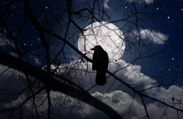 Raven night Images - Search Images on Everypixel