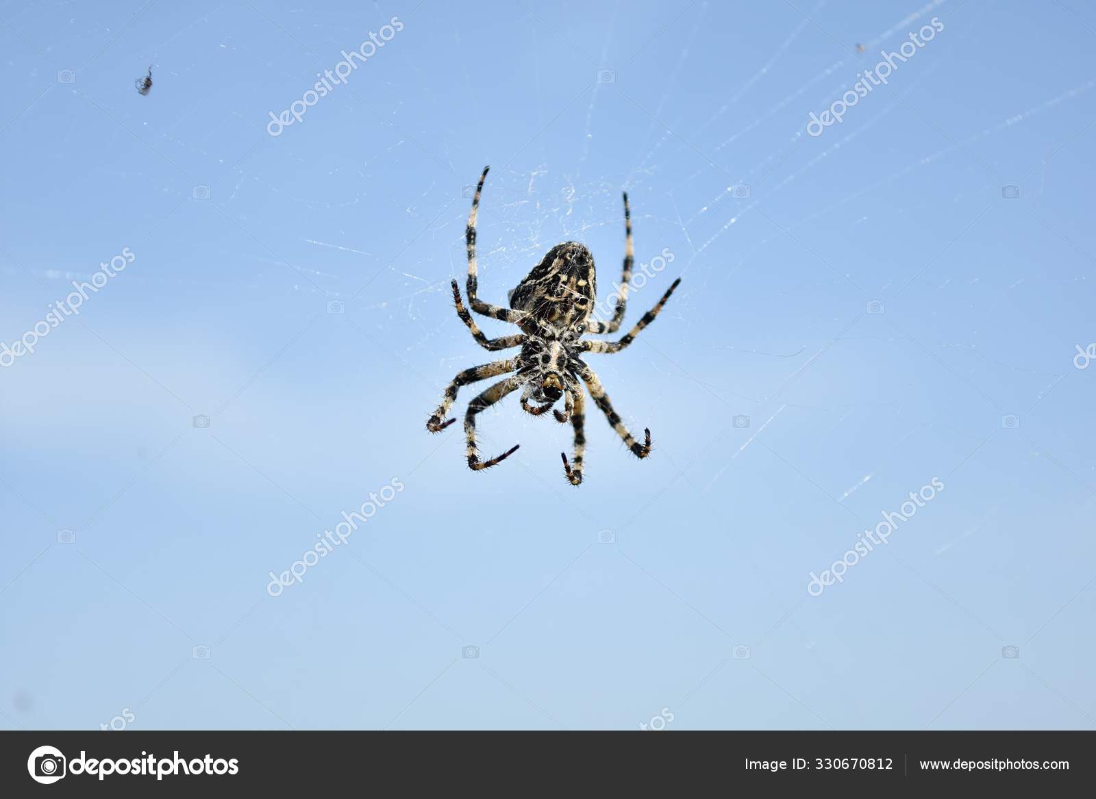 Big Spider Blue Sky Background Fly Stuck His Web — Stock Photo ...