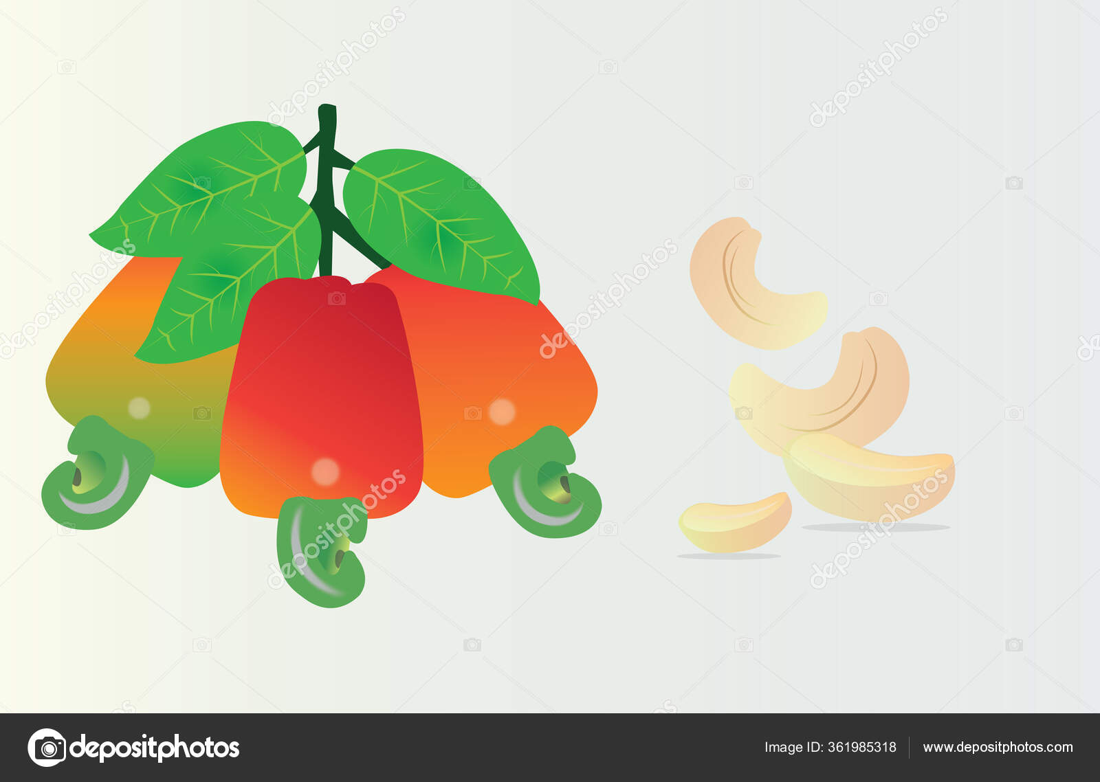 Cashew Plant Vector Cashews Illustration Vegan Protein Stock Vector by ...