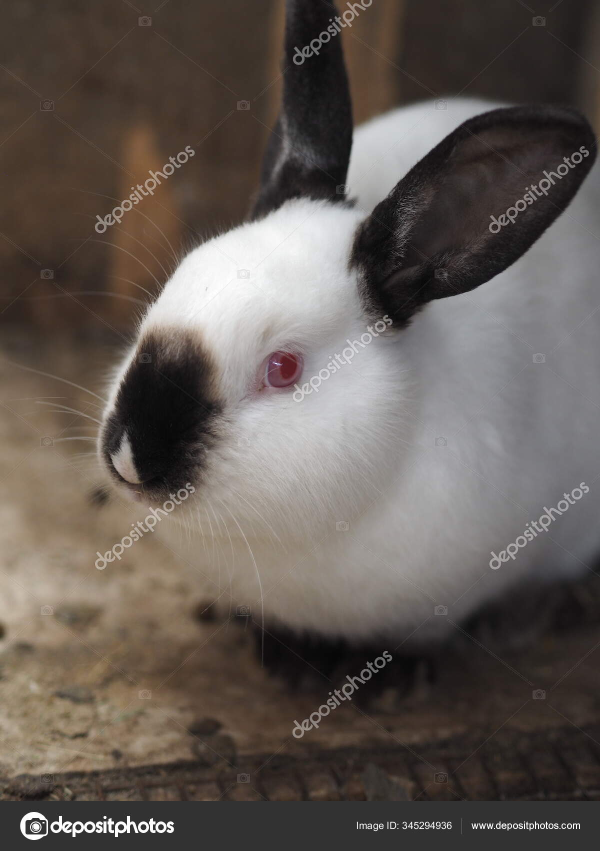 White Dwarf Rabbit Red Eyes