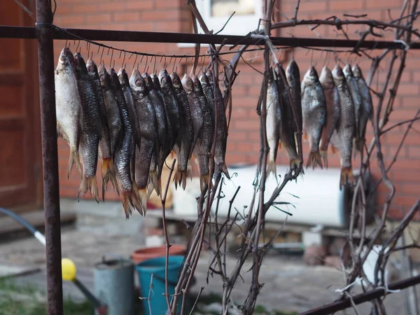 Different river fresh-salted fish hanging on hooks, dried in the fresh ...