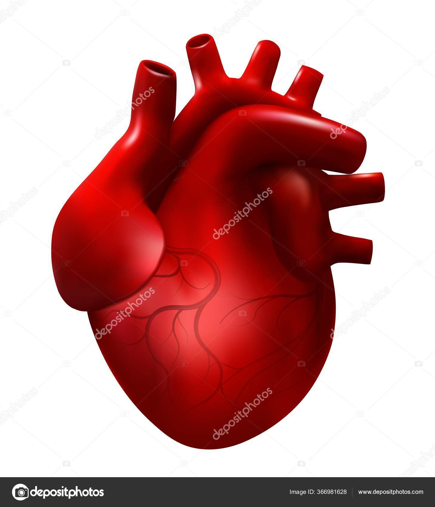 실제적 인 인간의 심장 벡터 예시 3d 심장 의학 모델은 흰색 배경에 분리되어 있습니다 빨간 심장 내부 장기 해부학적 아이콘 스톡 벡터