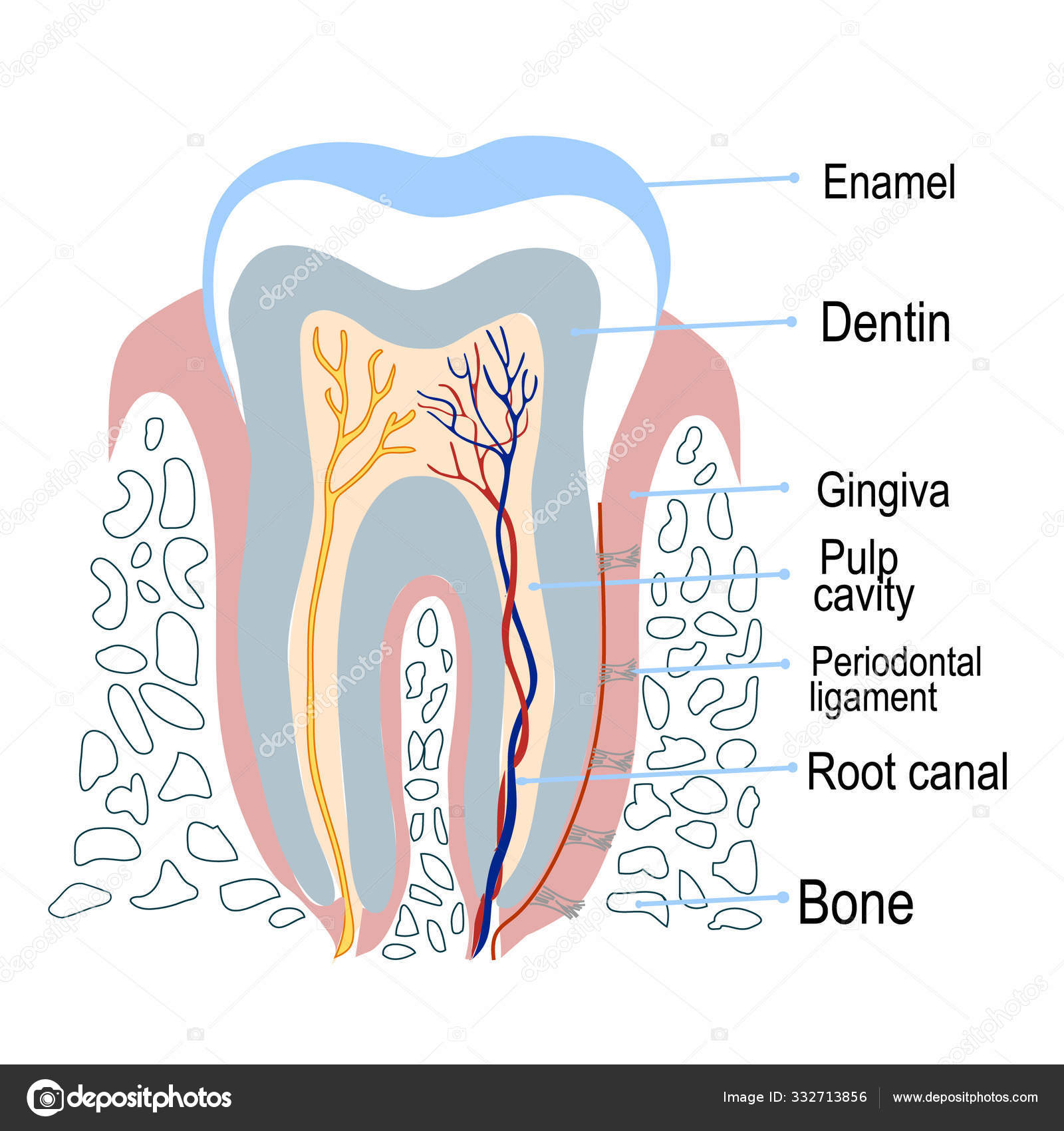 Estructura Dientes Humanos Vista Cortada Diseño Plano Diagrama Con ...