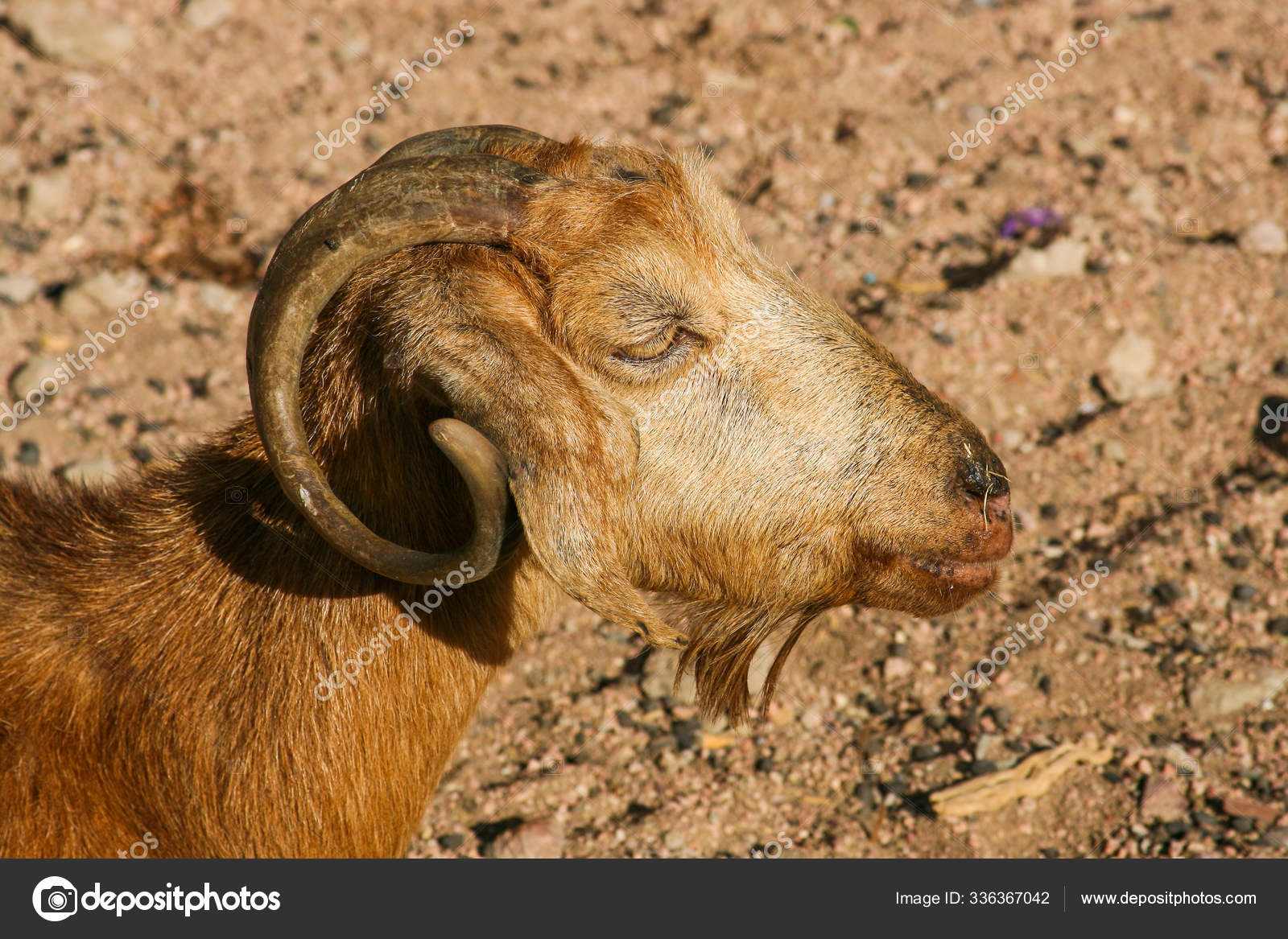 Ram Animal Head Side View
